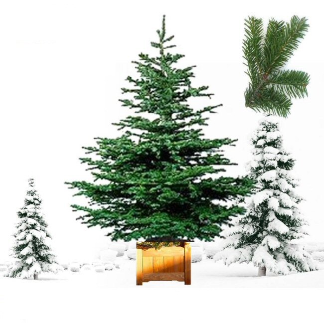 Real Christmas Trees - Nordmann Fir Grade 1 Freshly Cut 6.5 - 7.5ft ...